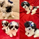 iPublish MarketPlace - Pets