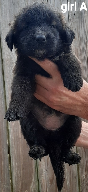 iPublish MarketPlace - RARE GERMAN DOODLE PUPPIES